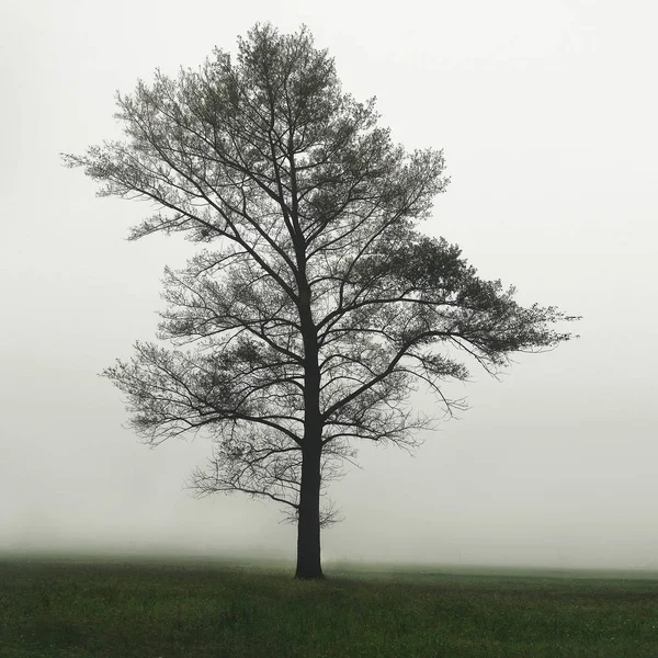One tree in the field in the fog. One Single Lonely Tree in a Foggy ...