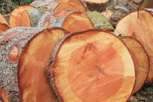 Vertical View Fresh Cut Fir Tree Rounds Ready Split Stacked Stock Photo ...