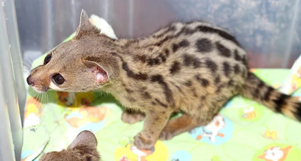 Pet Genet
