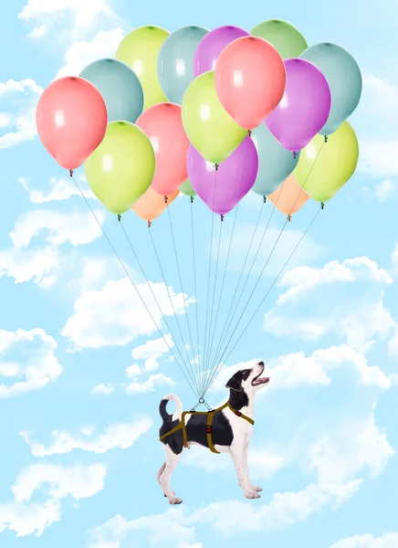 Perro con globos fotos de stock, imágenes de Perro con globos sin ...