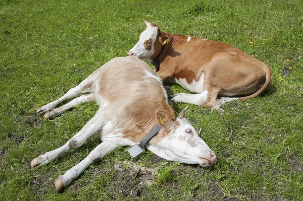 Fotos de Dormindo de vaca, Imagens de Dormindo de vaca sem royalties ...