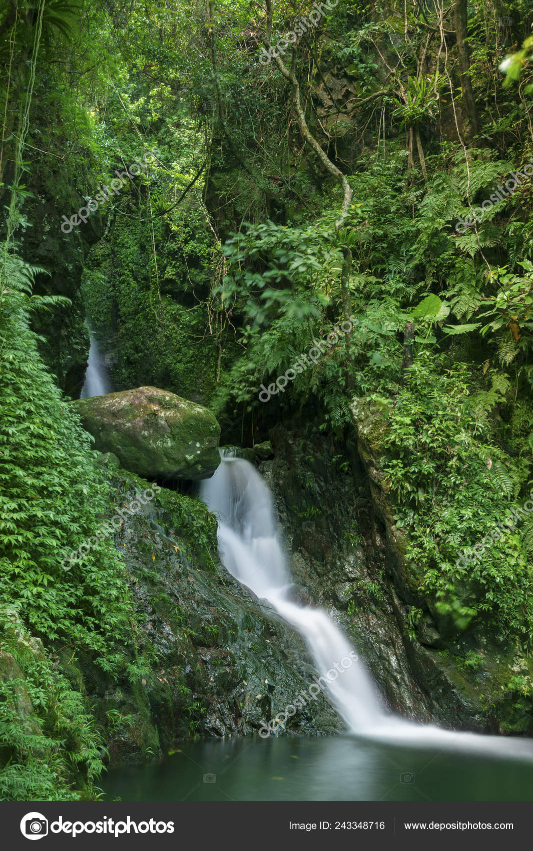 Deep Jungle Wallpaper