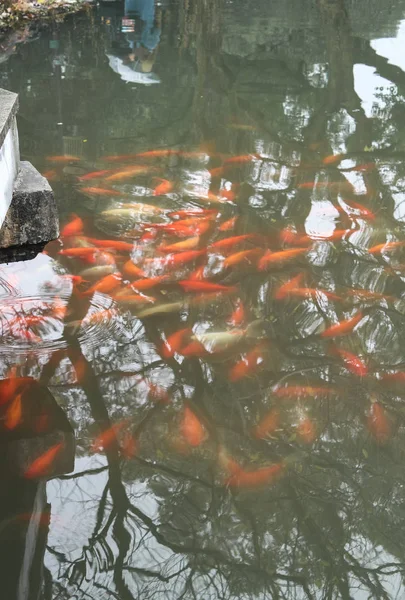 Piscicultura de carpas Stock Photos, Royalty Free Piscicultura de ...