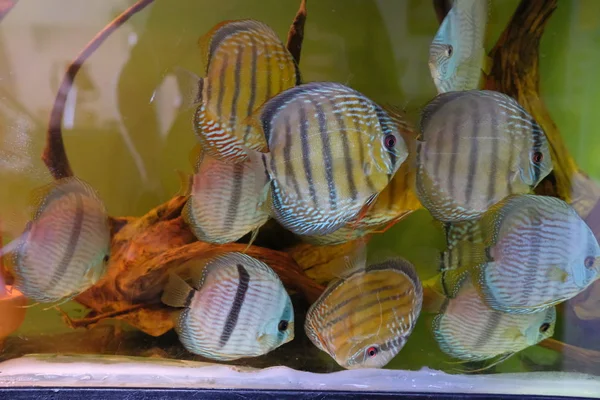 Discus of cichlids Stock Photos, Royalty Free Discus of cichlids Images ...