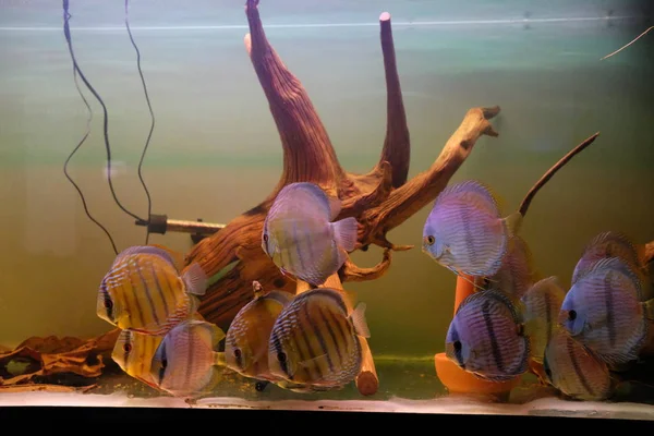 Science experiment biodome Stock Photos, Royalty Free Science ...