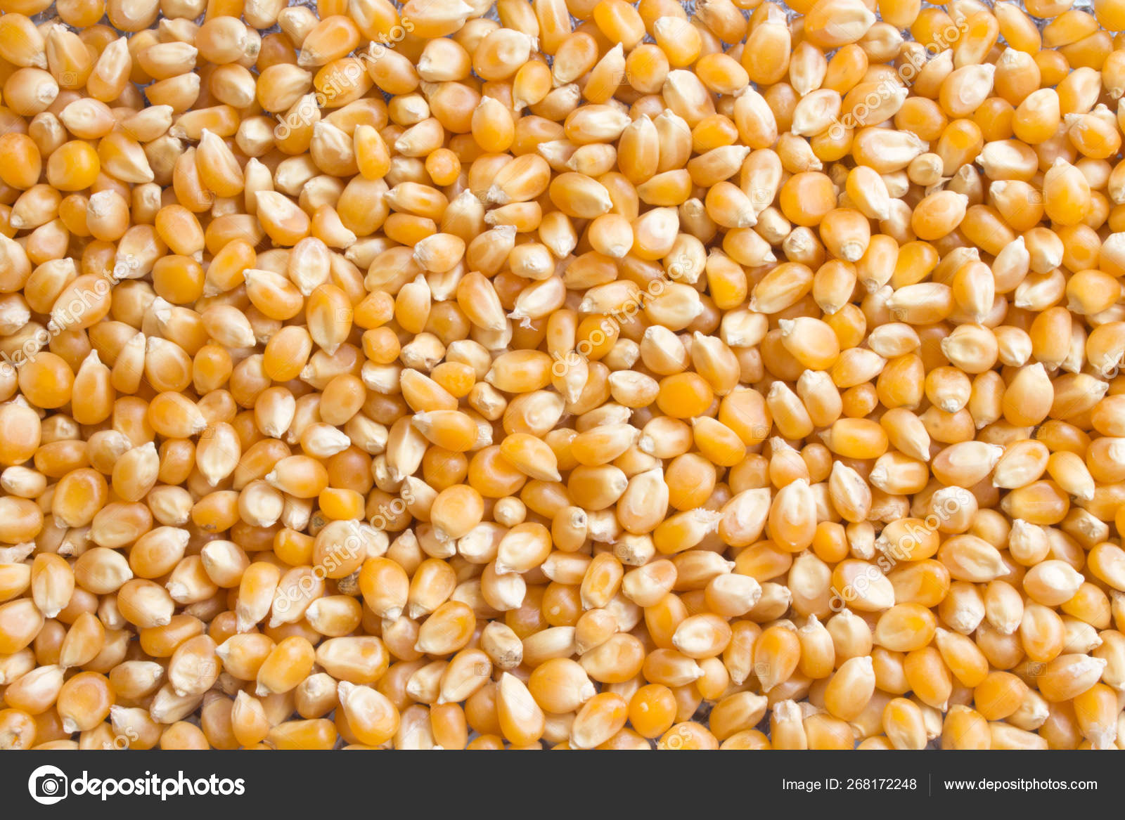 Dried Corn Kernel