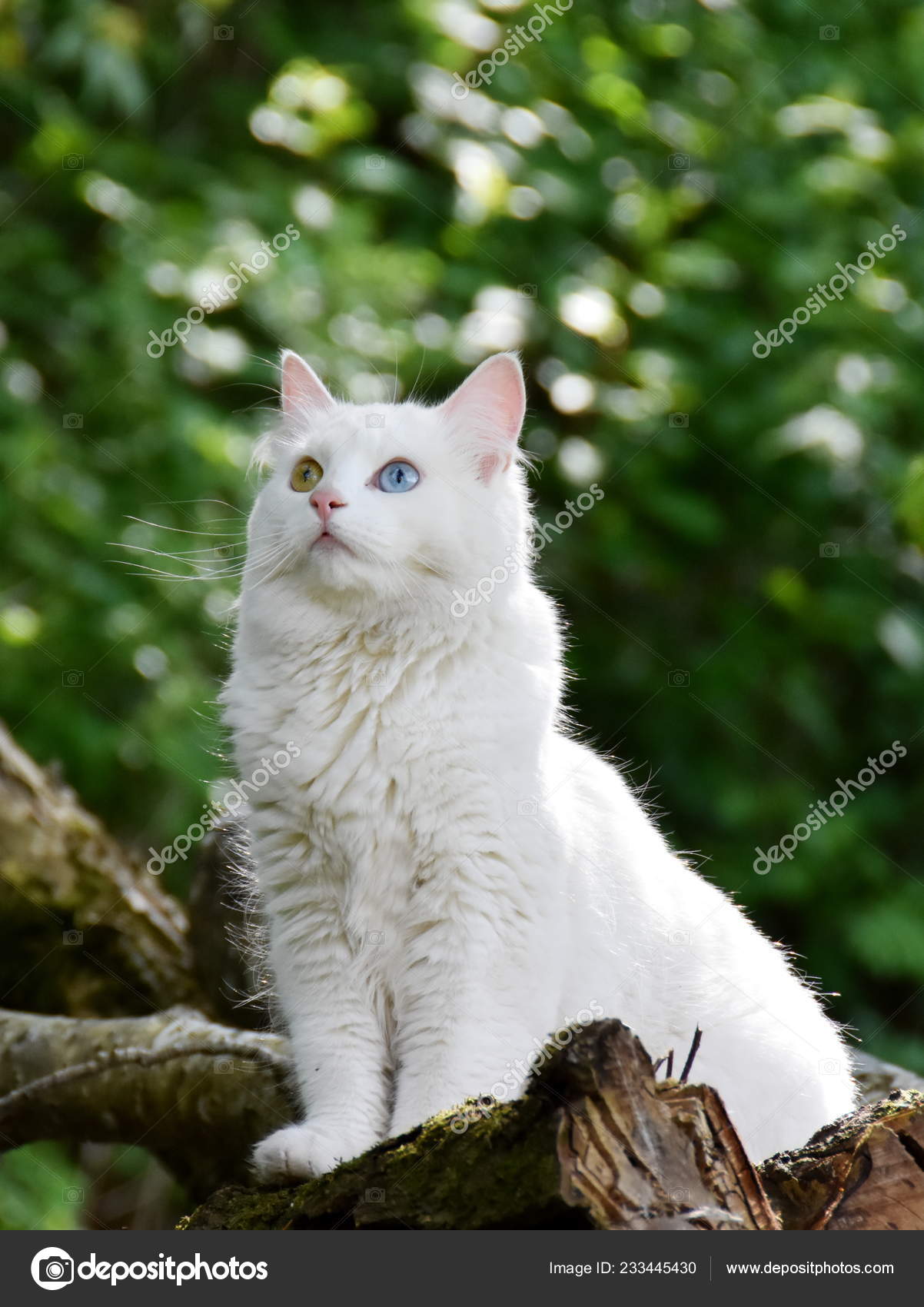 White Cat Heterochromia Iridis Sitting Log Outdoor Stock Photo by ...