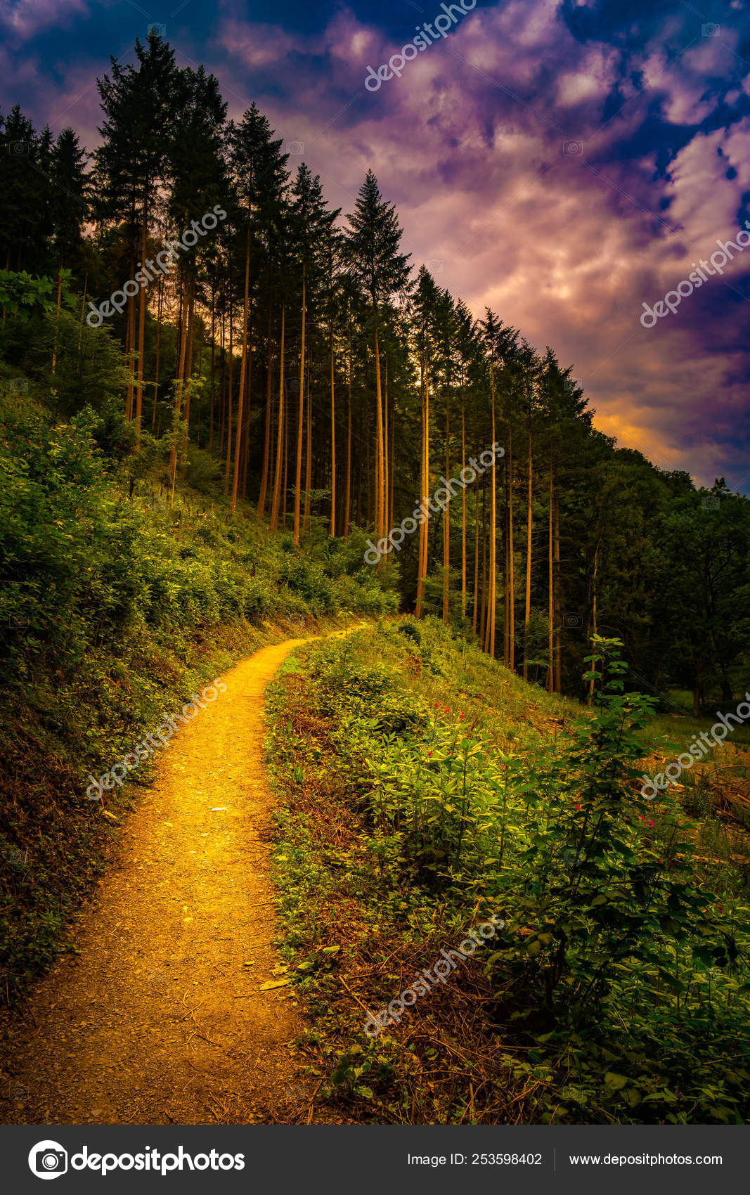 Hiking path and sunset in beautiful woods panoramic view, inspirational ...