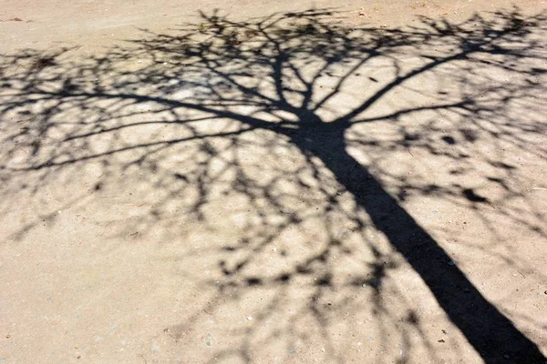 Tree crown shadow Stock Photos, Royalty Free Tree crown shadow Images ...