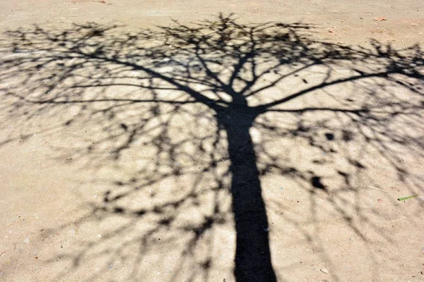 Shadow tree Stock Photos, Royalty Free Shadow tree Images | Depositphotos