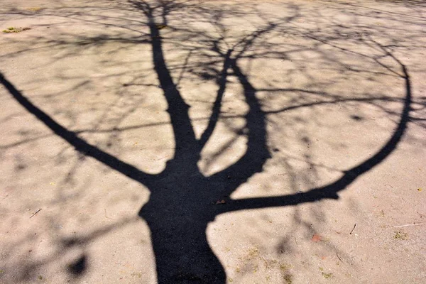 Tree crown shadow Stock Photos, Royalty Free Tree crown shadow Images ...