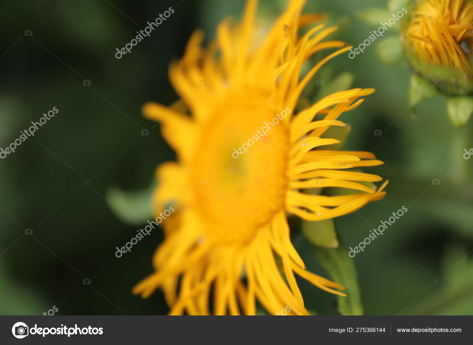 Summer Flora Fauna — Stock Photo © jonesyinc #275366144