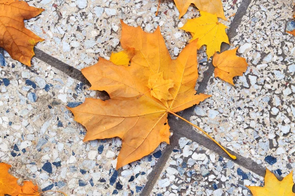 autumn maple leaf on concrete background / bright autumn background ...