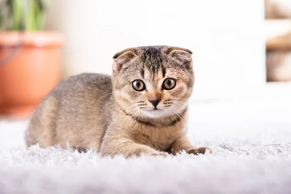 Ooda animal images libres de droit, photos de Ooda animal | Depositphotos