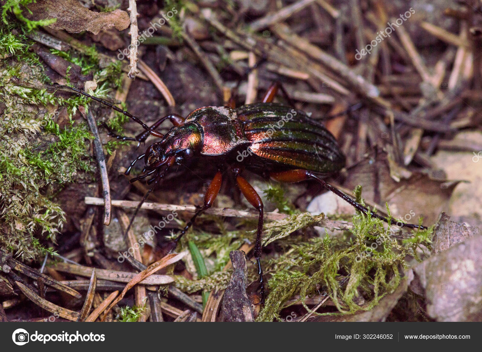 Greenish goldsmith beetle in forest — Stock Photo © Alhoger84 #302246052
