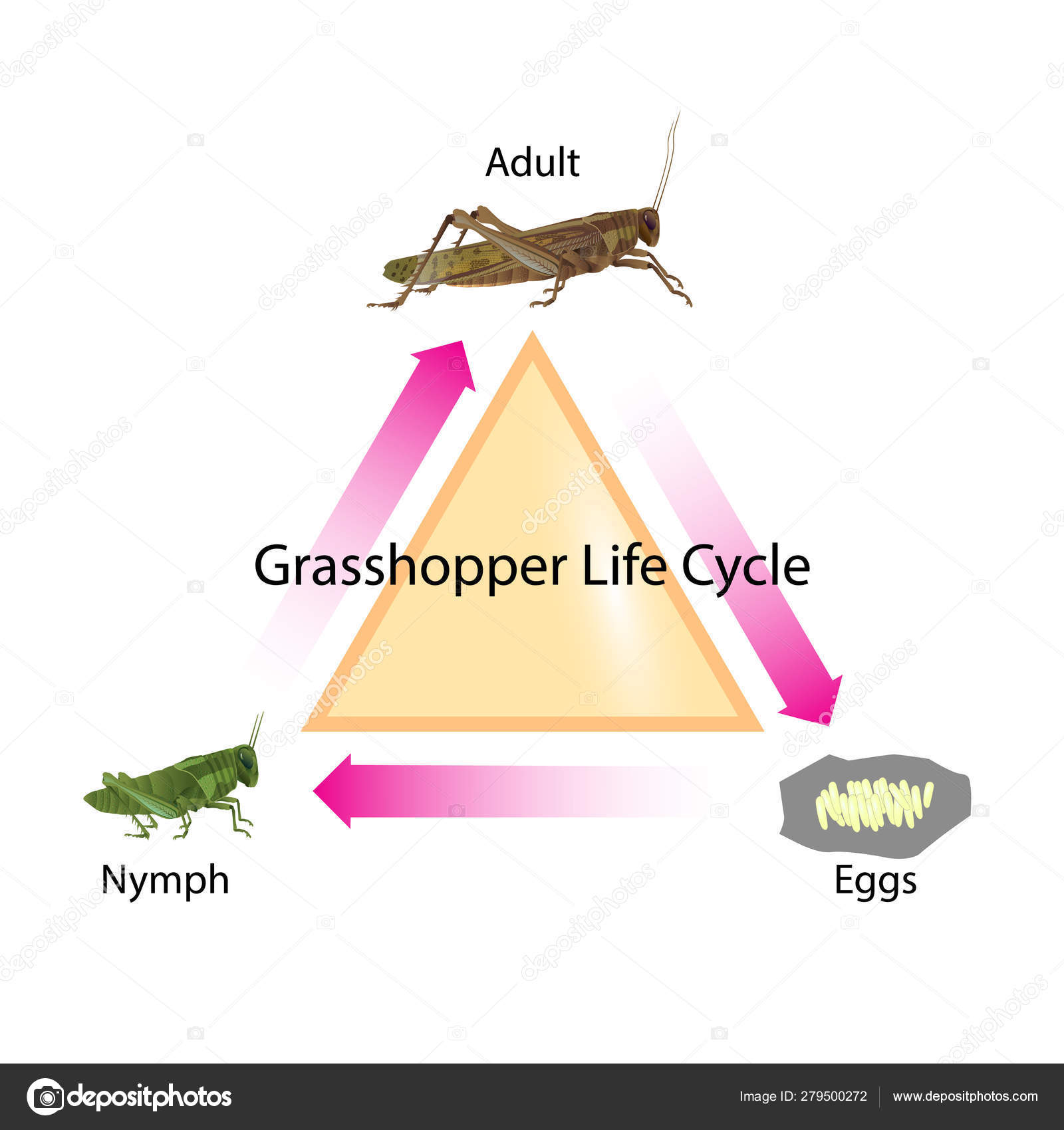 Grasshopper Life Cycle All Graphic Education Stock Vector by ...
