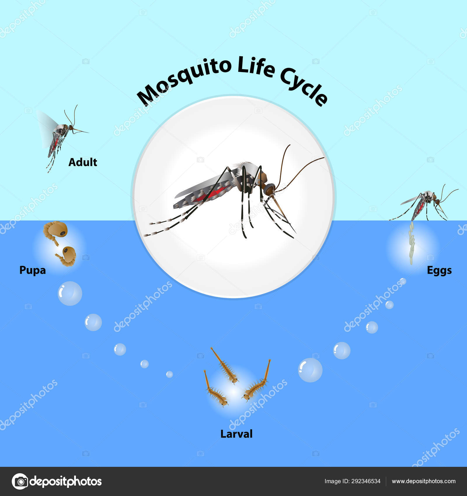 Life Cycle Of A Centipede