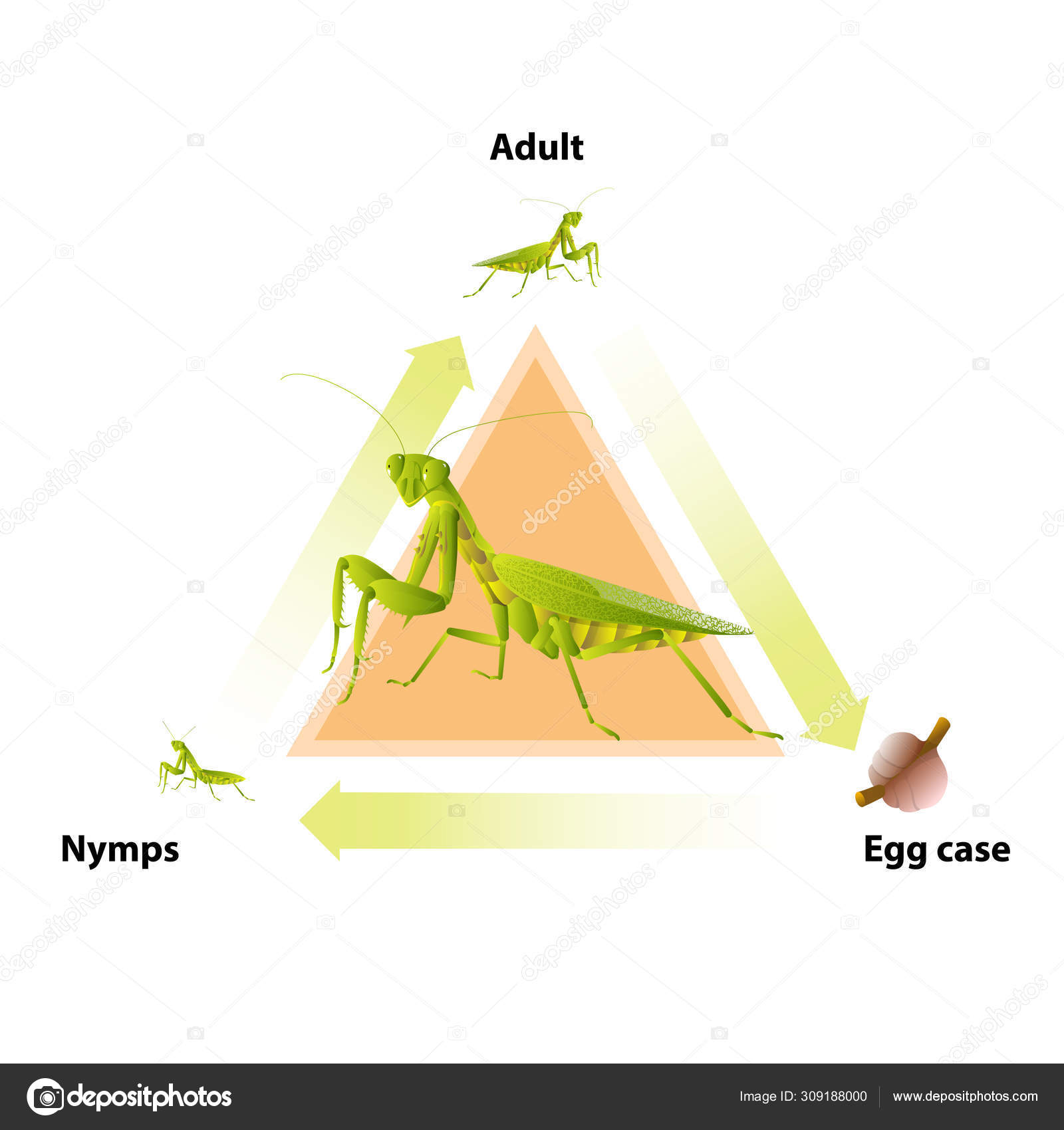 Life Cycle Mantis Predatory Insects Eat Insects Food Stock Vector by ...