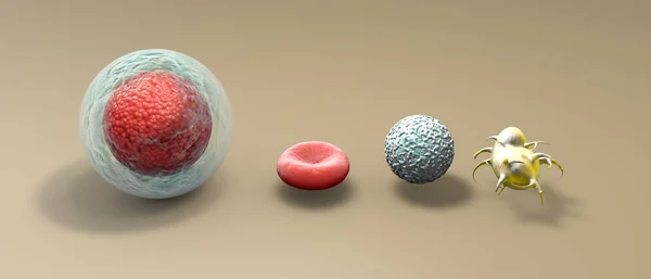 Las células madre sanguíneas son células inmaduras que pueden ...