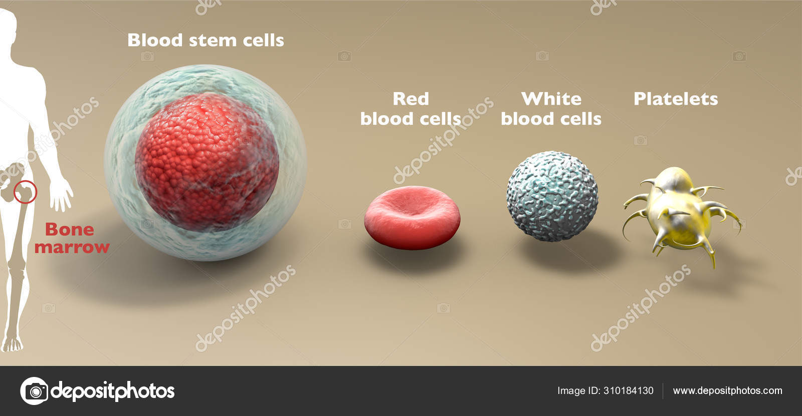 Las Células Madre Sanguíneas Son Células Inmaduras Que Pueden ...