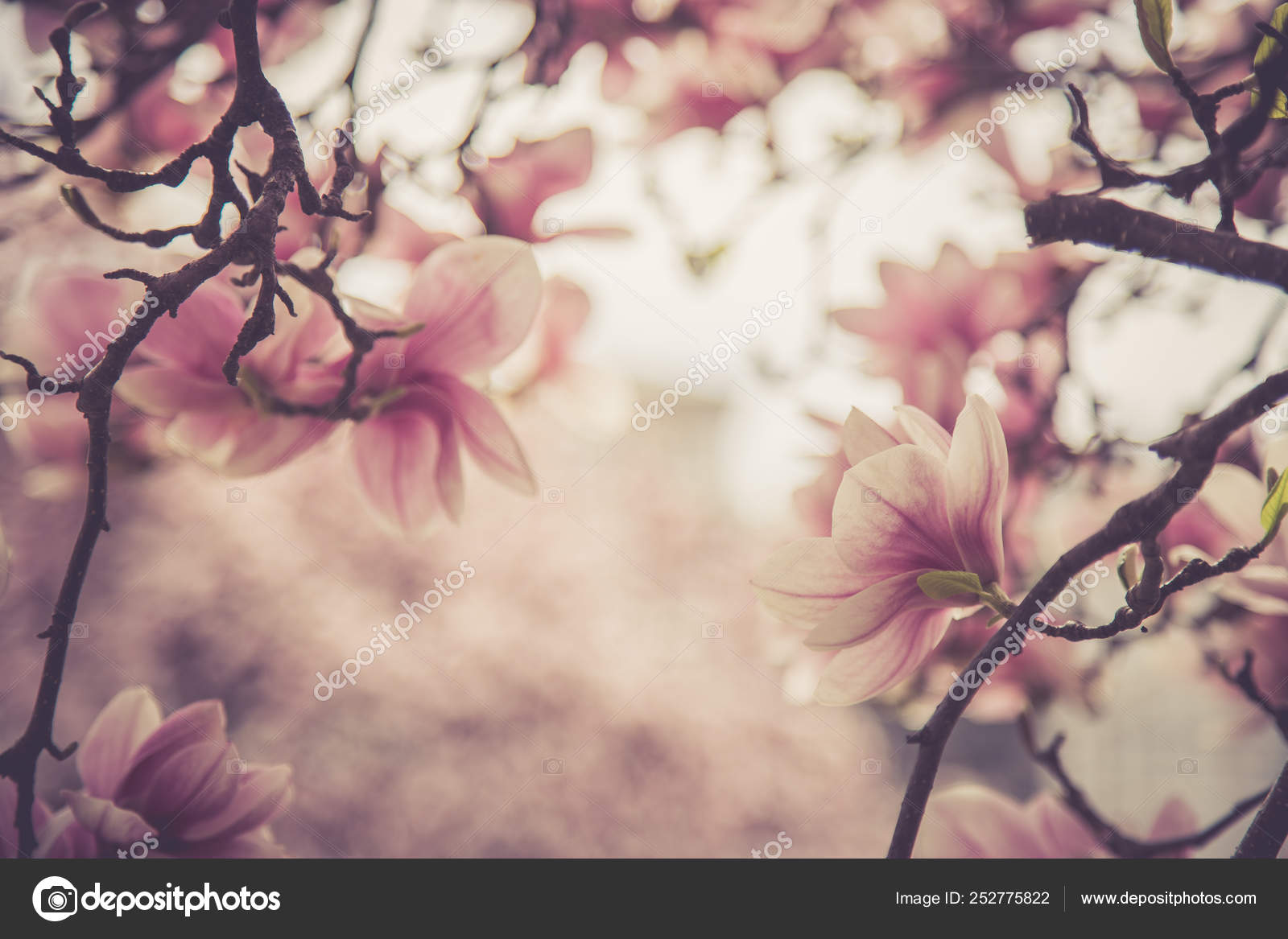 Beautiful magnolia blooms in spring, Salzburg, beauty Stock Photo by ...