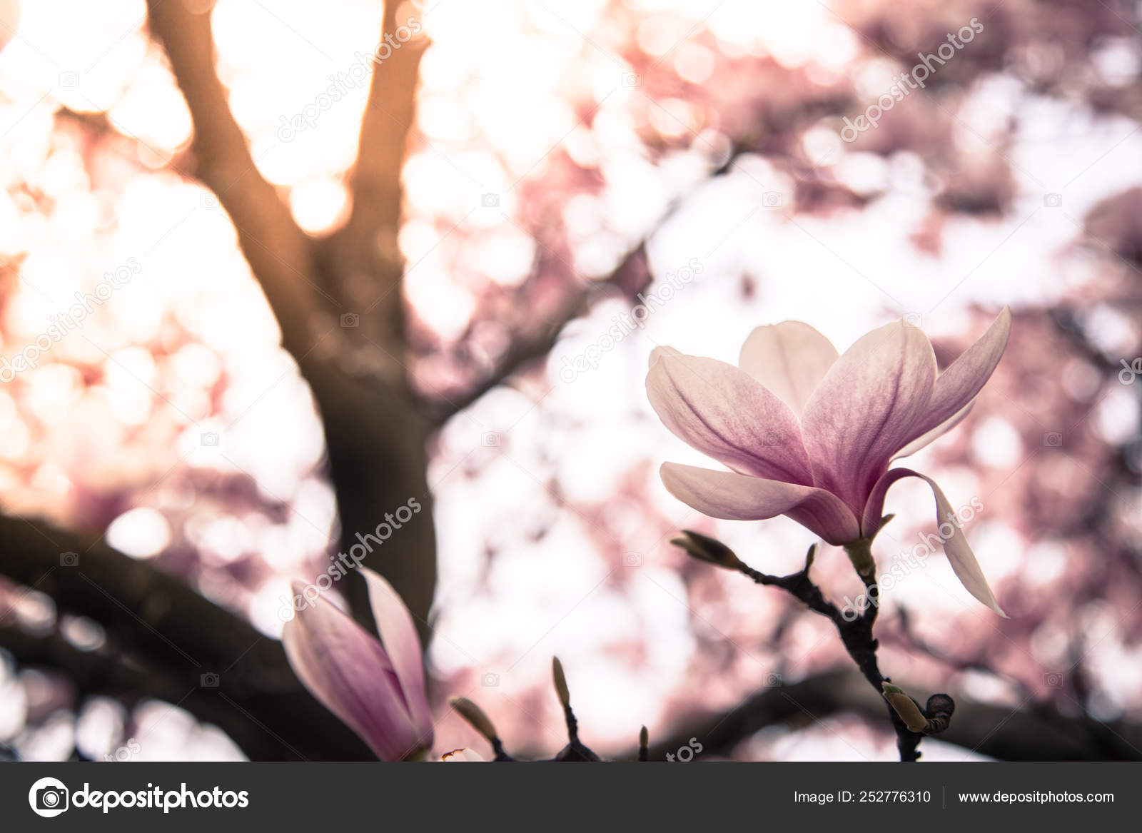 Beautiful magnolia blooms in spring, Salzburg, beauty Stock Photo by ...