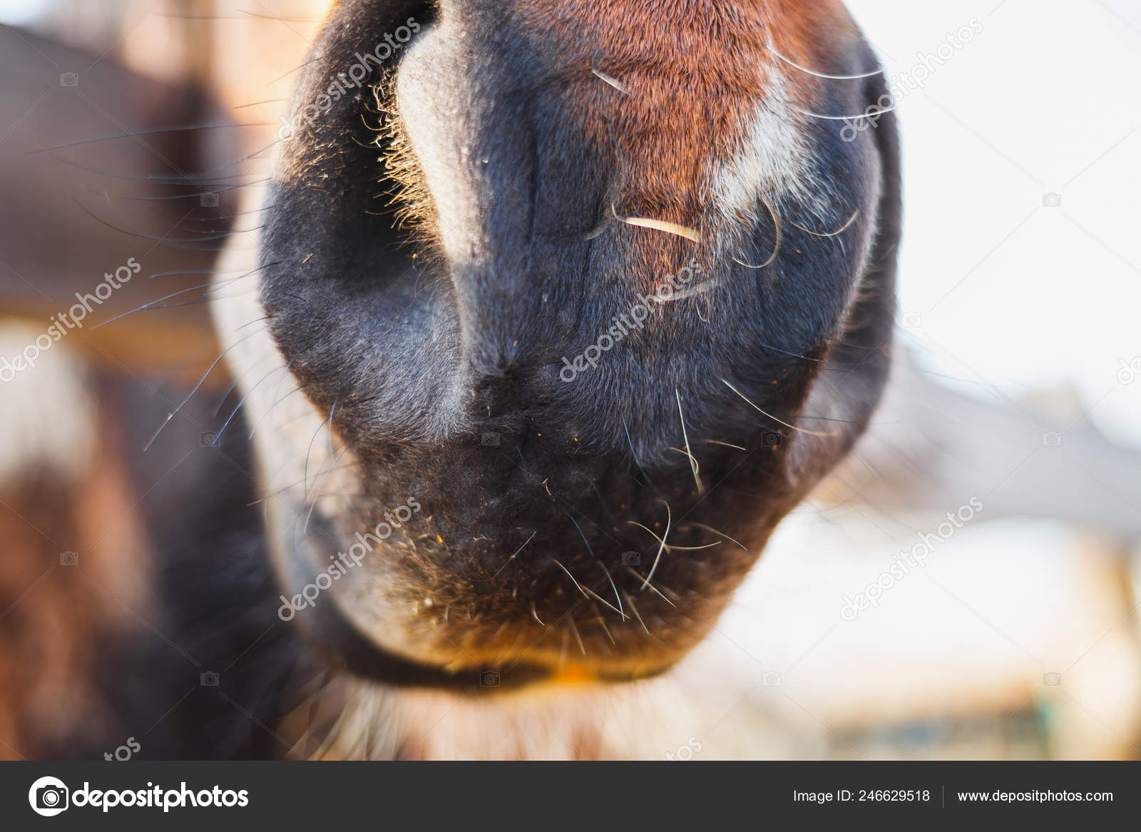 Nose Red Arabian Breed Horse Very Close Stable Spring Stock Photo by ...