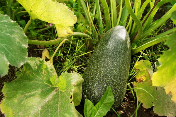 Green big eco-friendly vegetable marrow grows in a garde - Stock Image ...