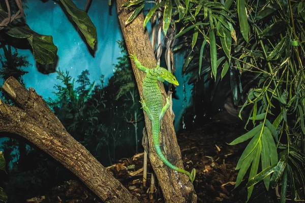 Lézard volant Stock Photos, Royalty Free Lézard volant Images | Depositphotos