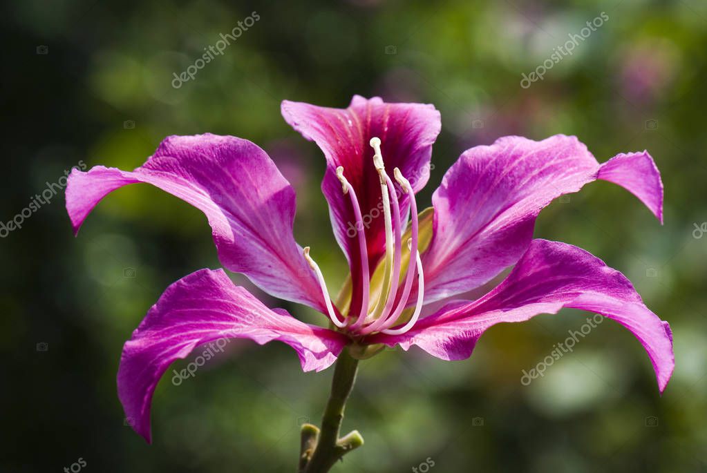 Bauhinia purpurea flor, rbol de orqu deas, variegata 2024