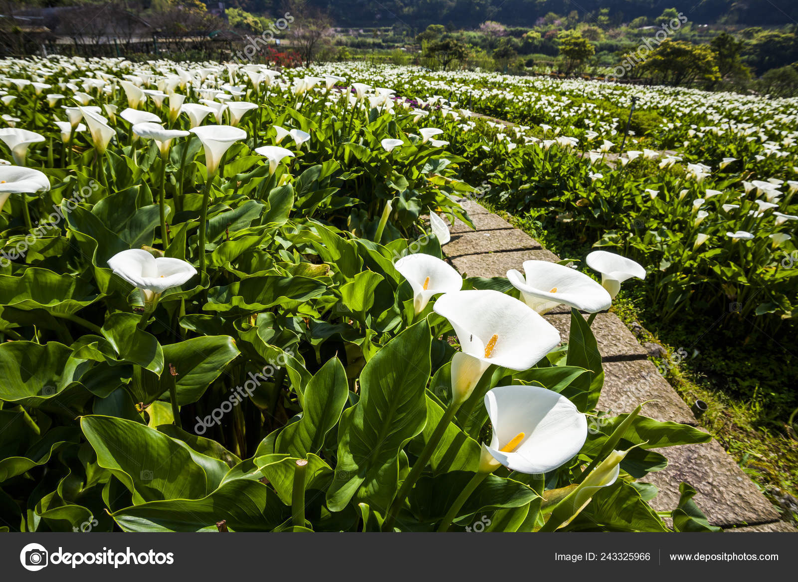 Field Of White Lilies