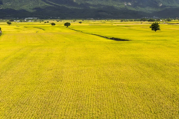 Canadian rice field Stock Photos, Royalty Free Canadian rice field ...