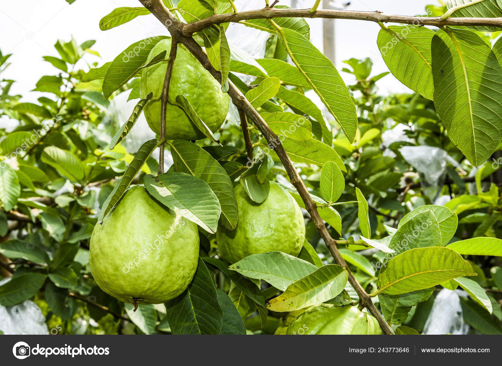 Guava Fruit Tree Taiwan — Stock Photo © jack520429@gmail.com #243773646