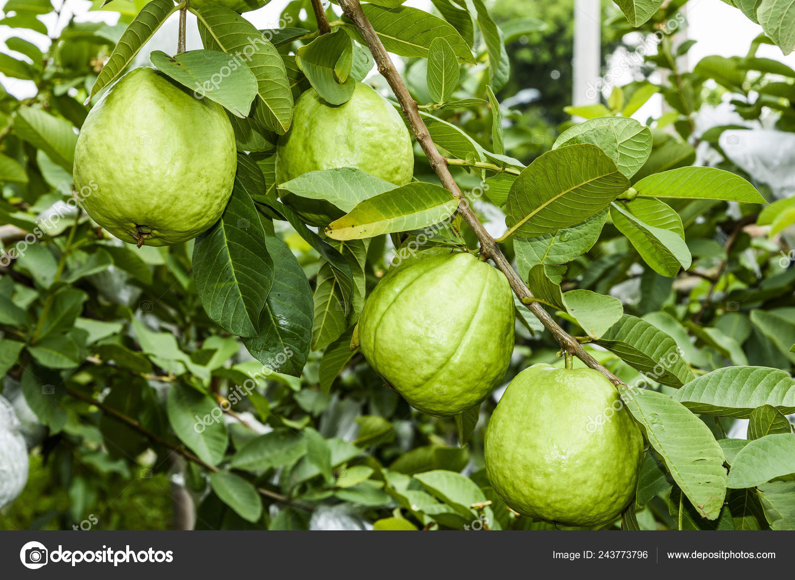 Guava Fruit Tree Taiwan — Stock Photo © jack520429@gmail.com #243773796