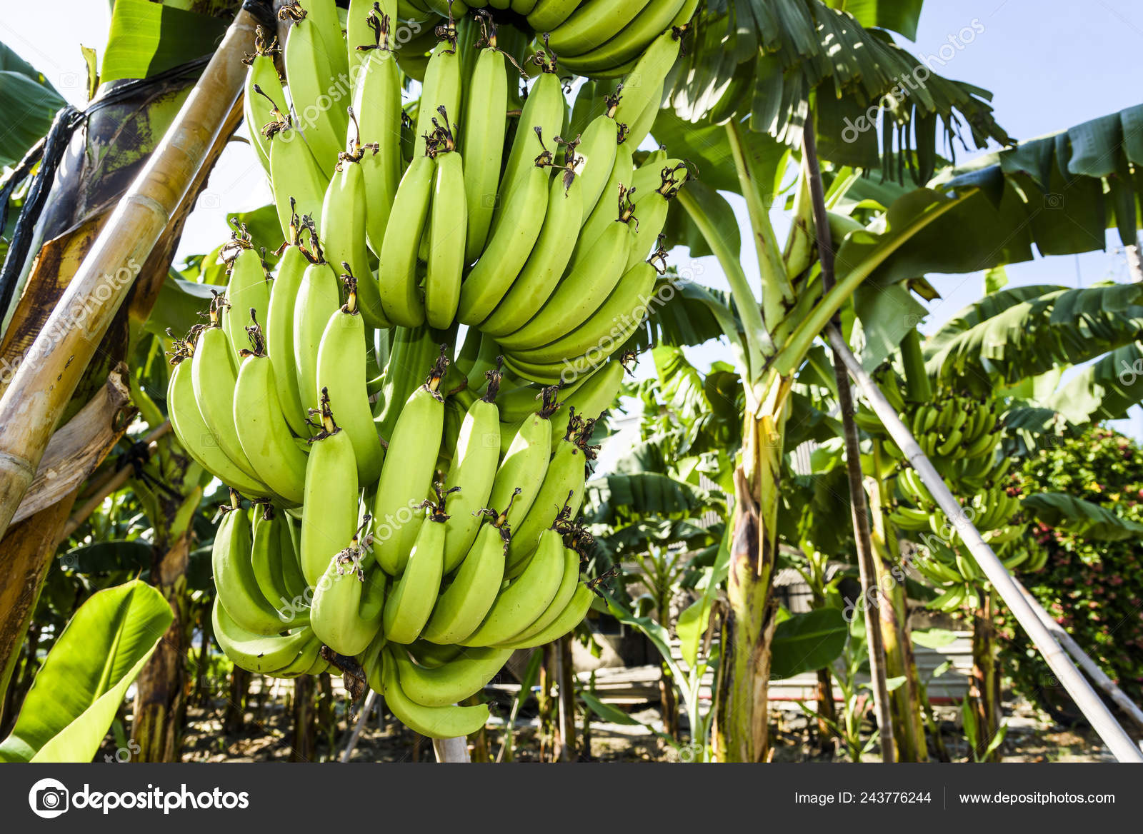 Ripe Banana Tree Plant