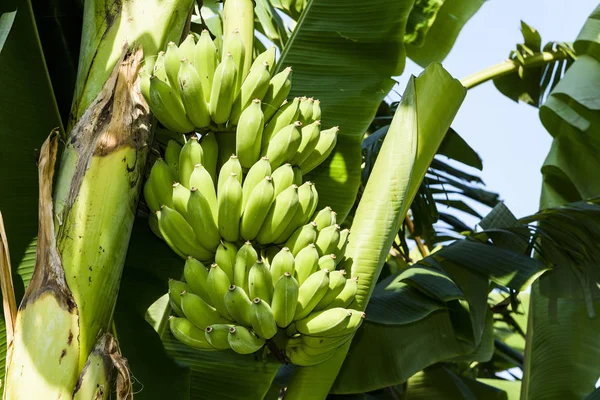 Ripe Banana Tree Plant