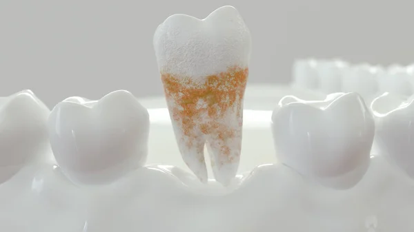 Estructura del diente humano Stock Photos, Royalty Free Estructura del ...