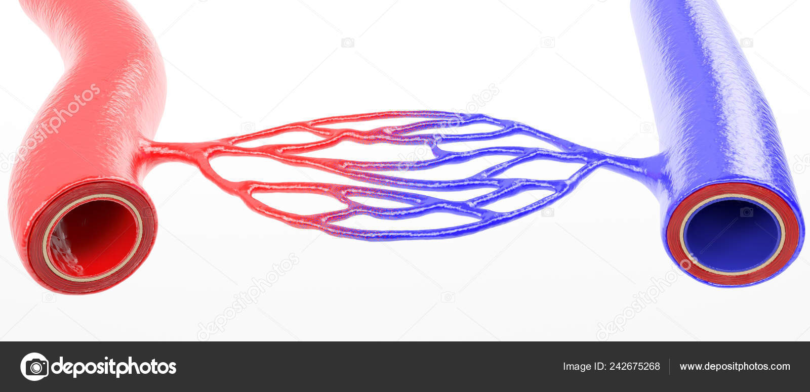 Vascular Network Human Rendering — Stock Photo © Crevis #242675268