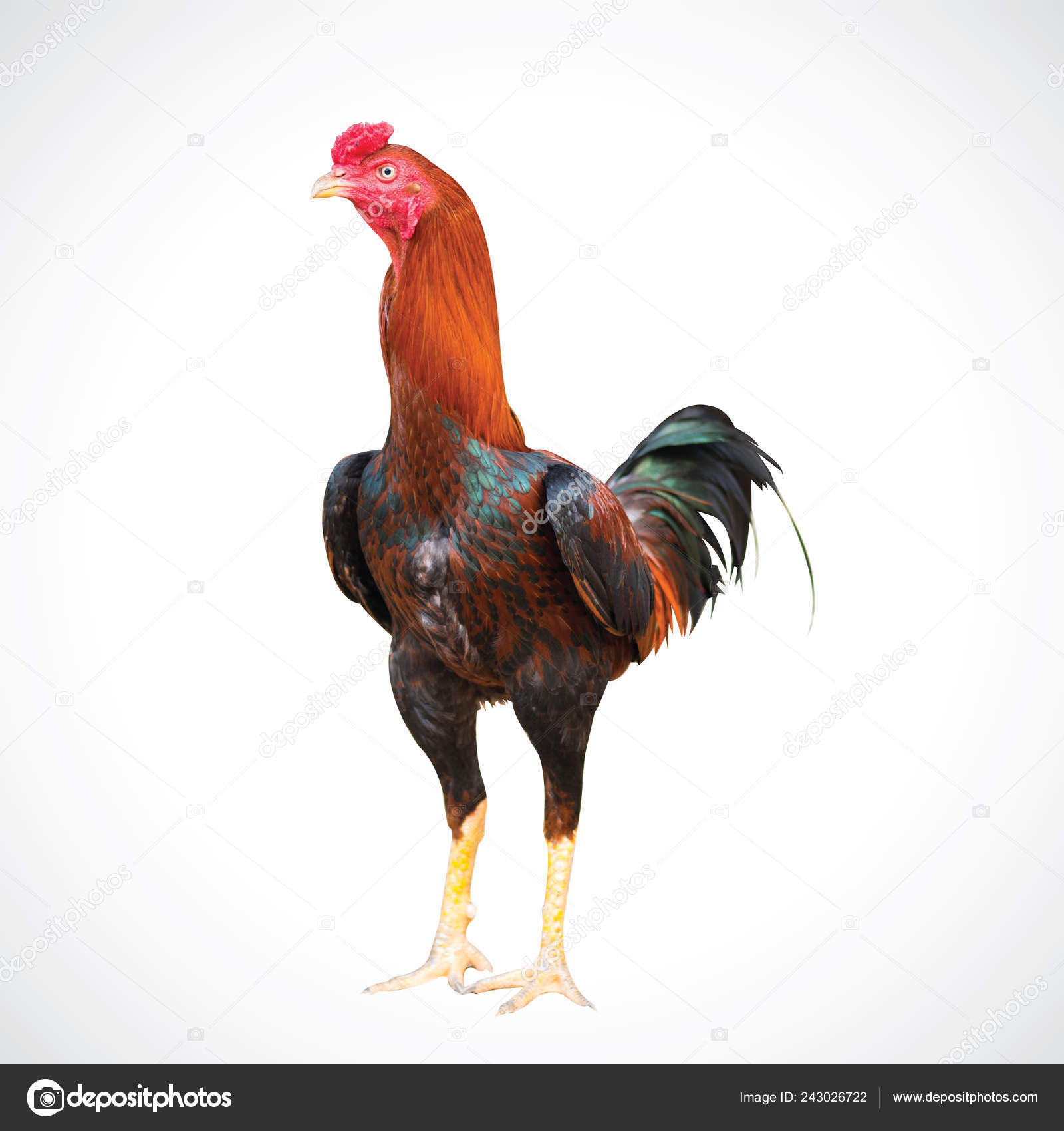 Native Young Chicken Isolated Four White Background Stock Photo by ©KE ...