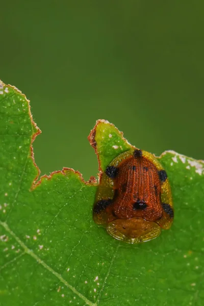 Micro inseto Stock Photos, Royalty Free Micro inseto Images | Depositphotos