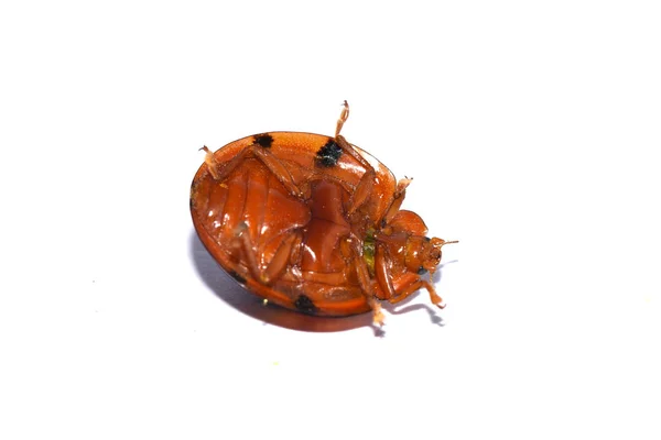 Dead cockroaches Stock Photos, Royalty Free Dead cockroaches Images ...