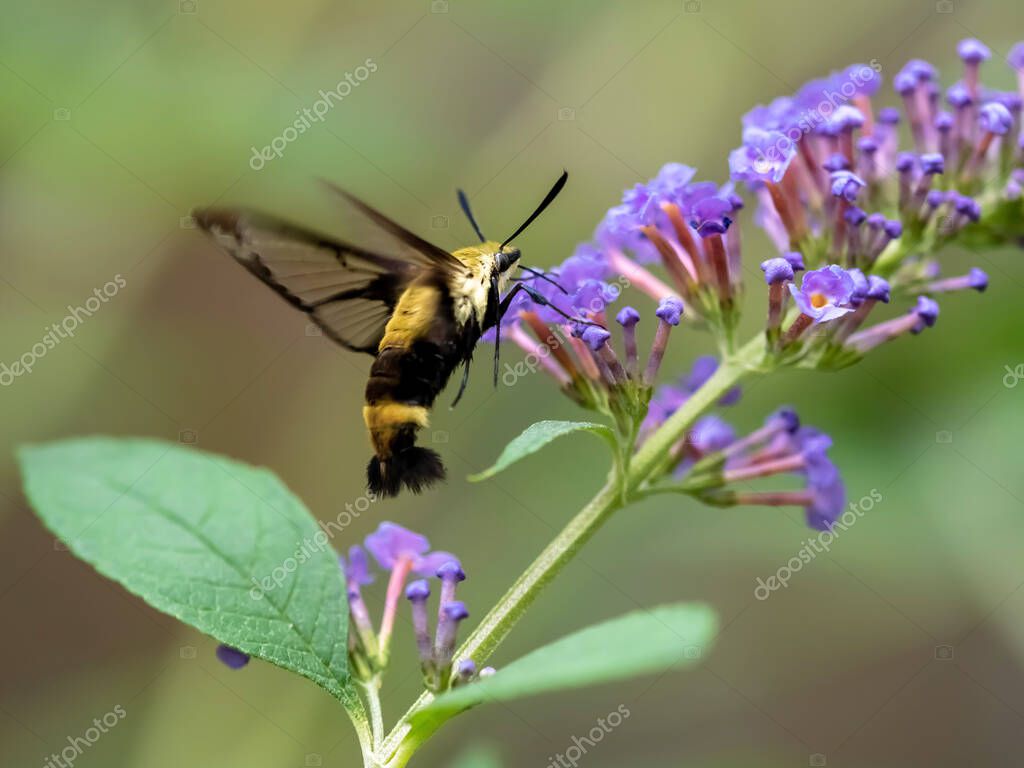 Polilla esfinge negra y amarilla con alas negras también conocida como ...