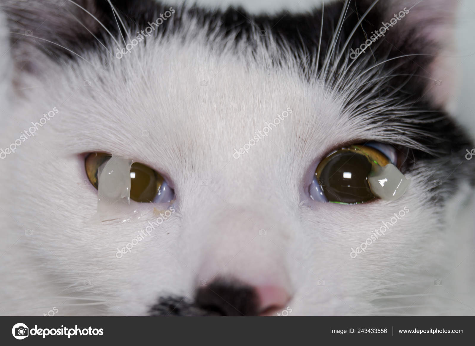 Protect Cornea Anesthesia Ointment — Stock Photo © gabitodorean #243433556