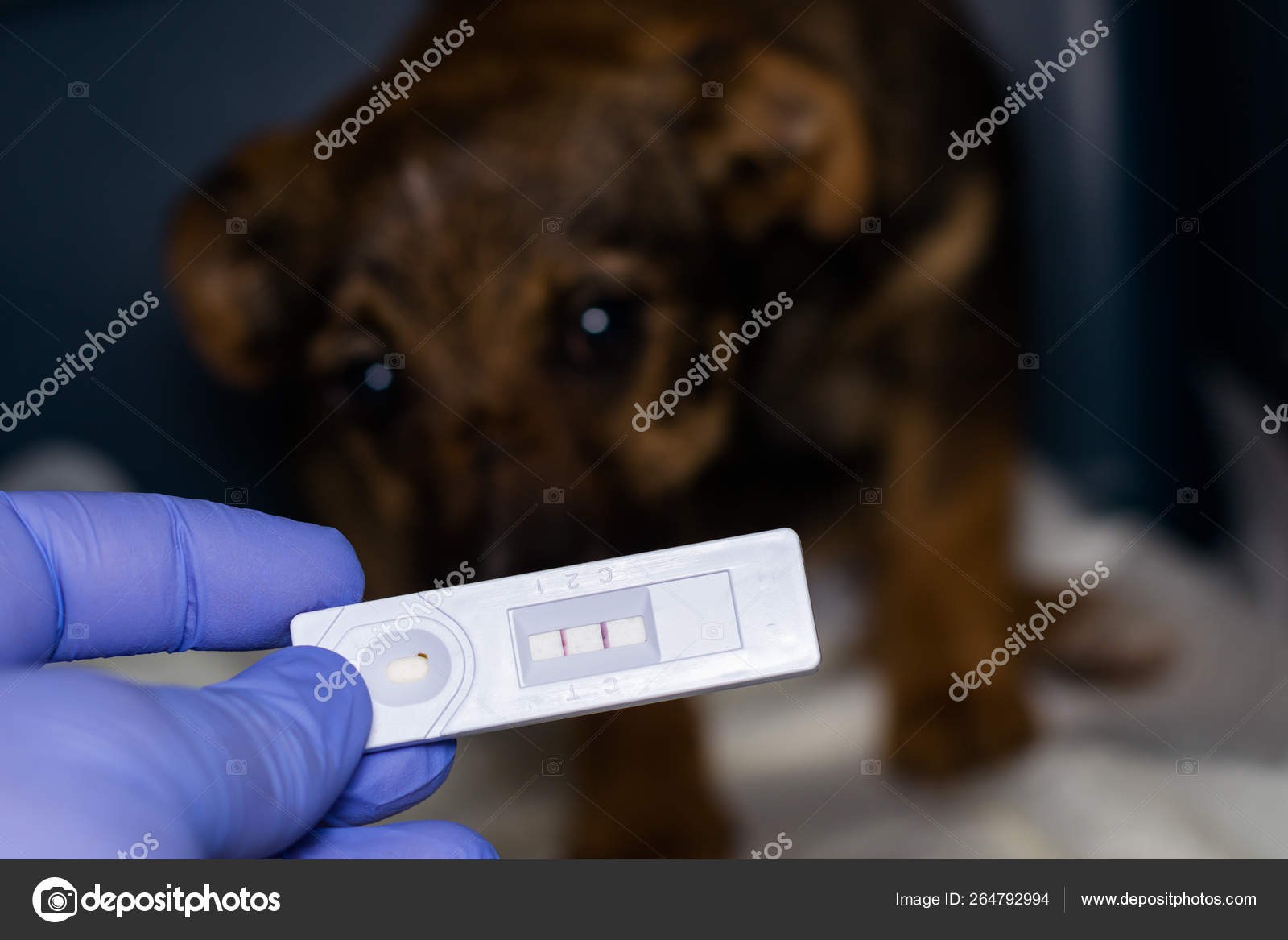 Positive parvovirosis quick test and blurred background with pup Stock ...
