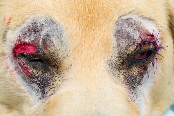 Ectropion fotos de stock, imágenes de Ectropion sin royalties ...