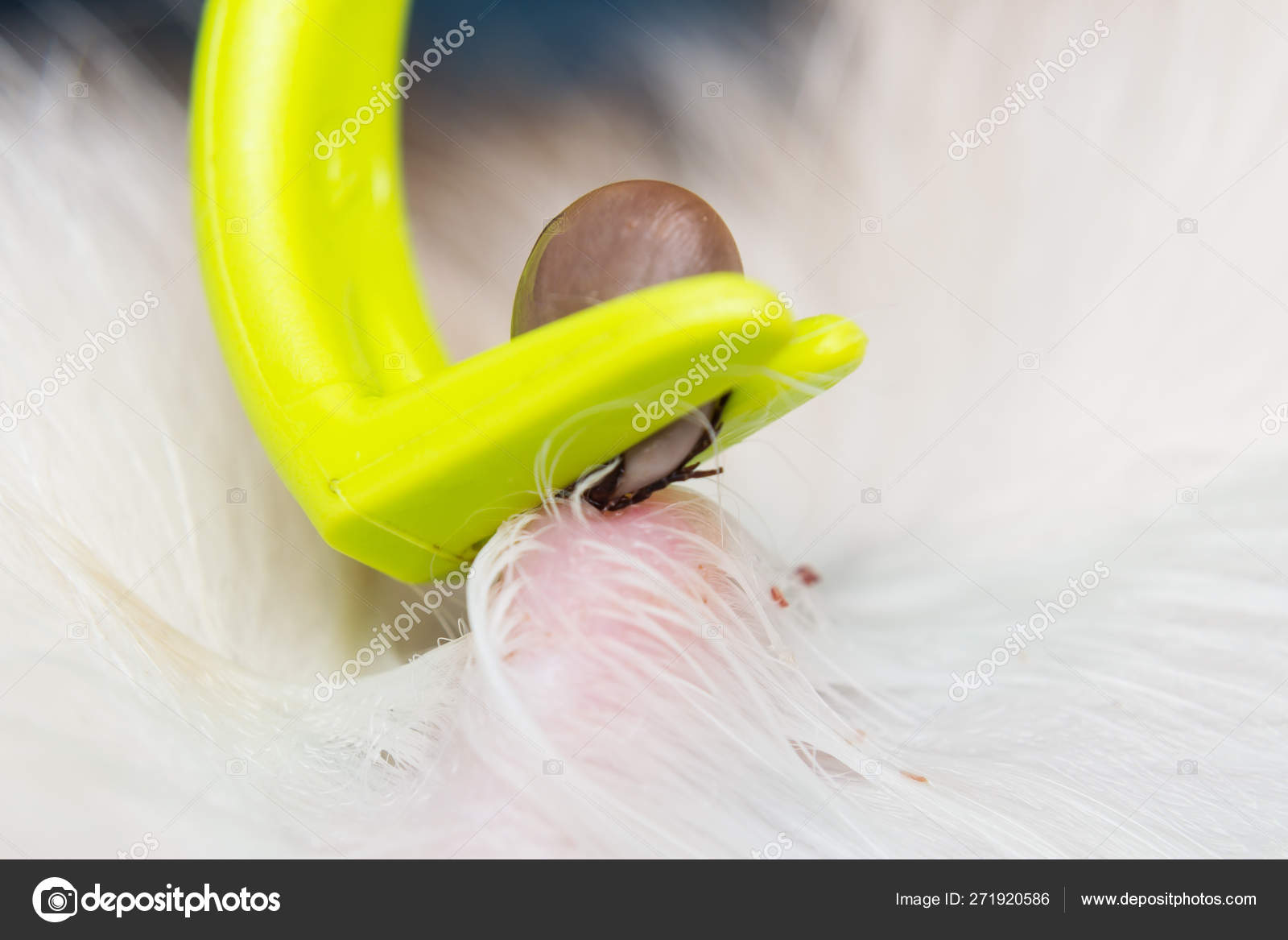 Removing a tick from cat or dog skin with tick remover tool — Stock ...