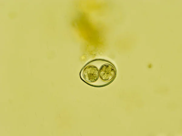 Cat parasites Stock Photos, Royalty Free Cat parasites Images ...