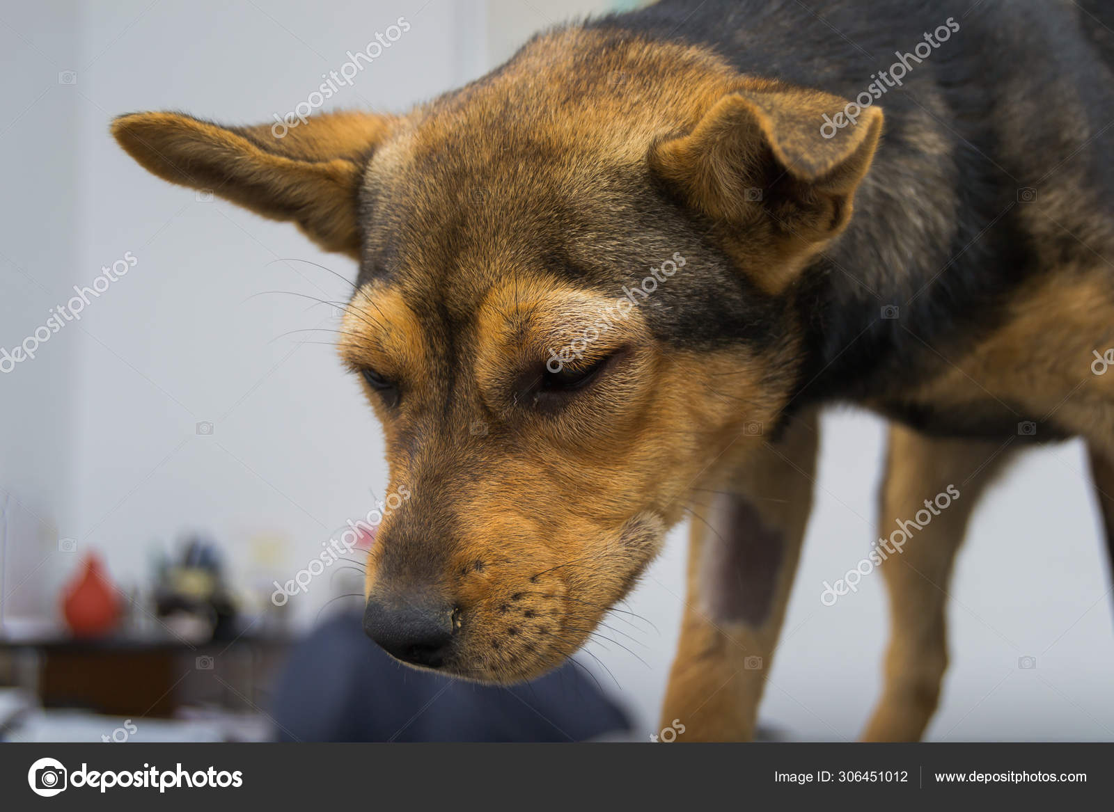 What Does Anaphylactic Shock Look Like In Dogs