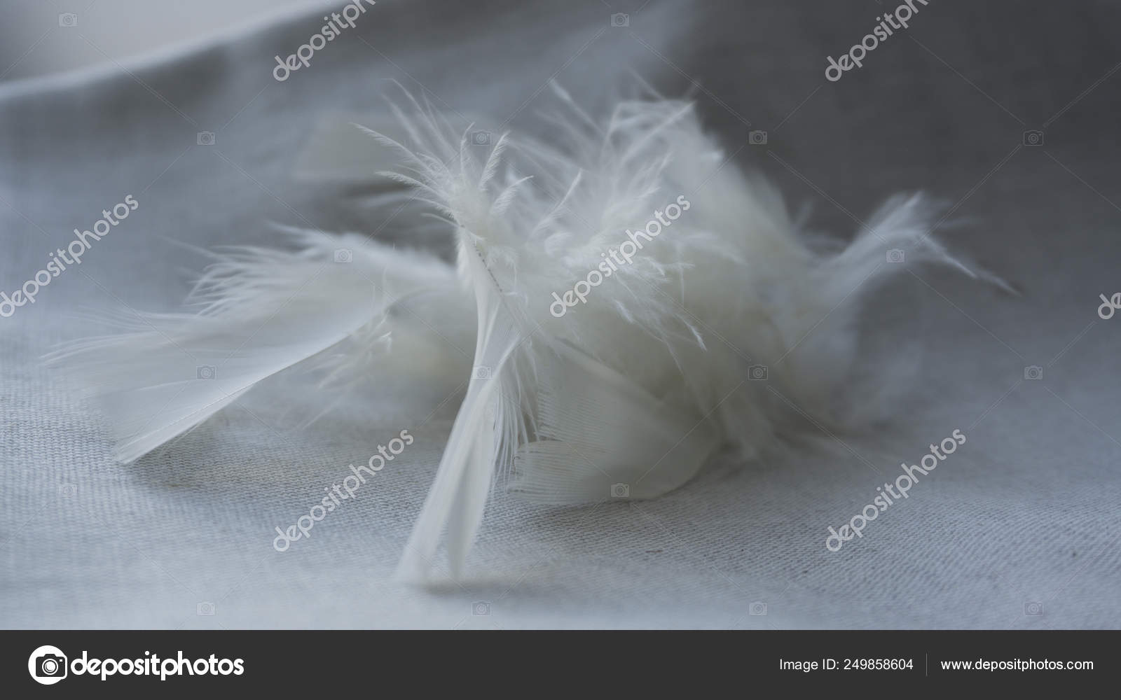 White Fluff Feathers — Stock Photo © Solnka #249858604