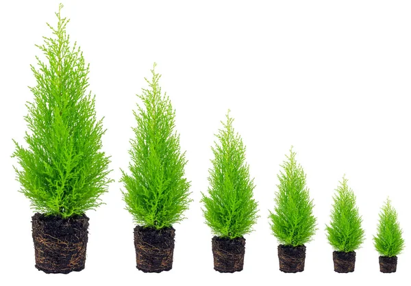 Cedar roots Stock Photos, Royalty Free Cedar roots Images | Depositphotos